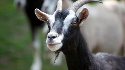 Male Goats National Geographic