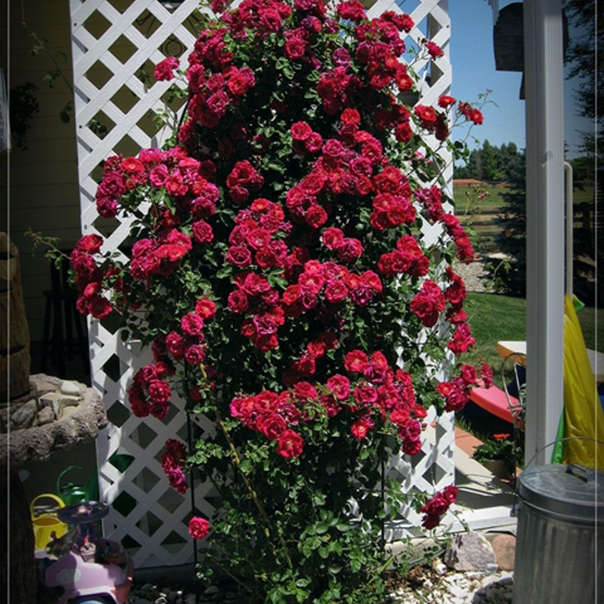 Climbing Pinkie Rose On Trellis