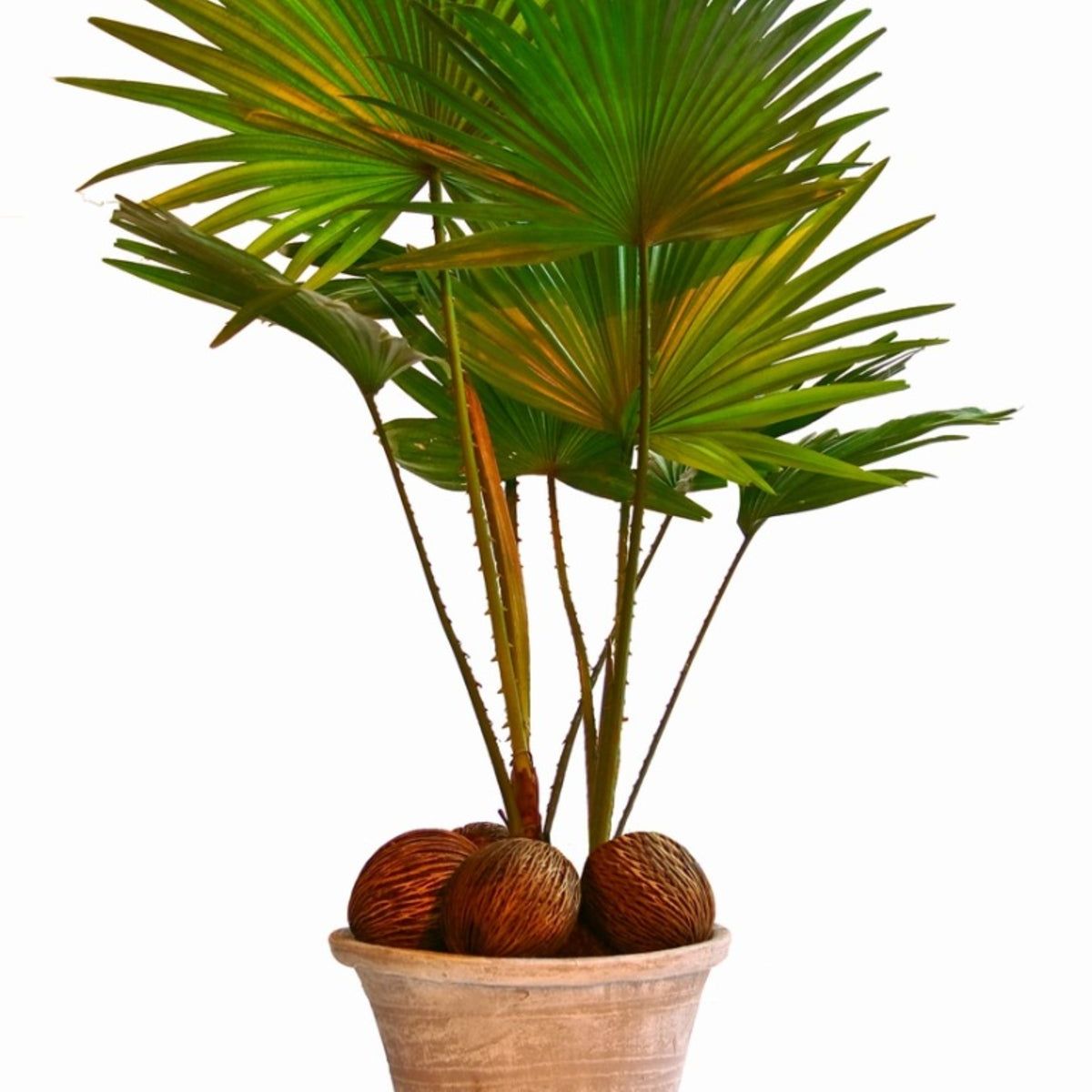 Palm Trees That Fan Out