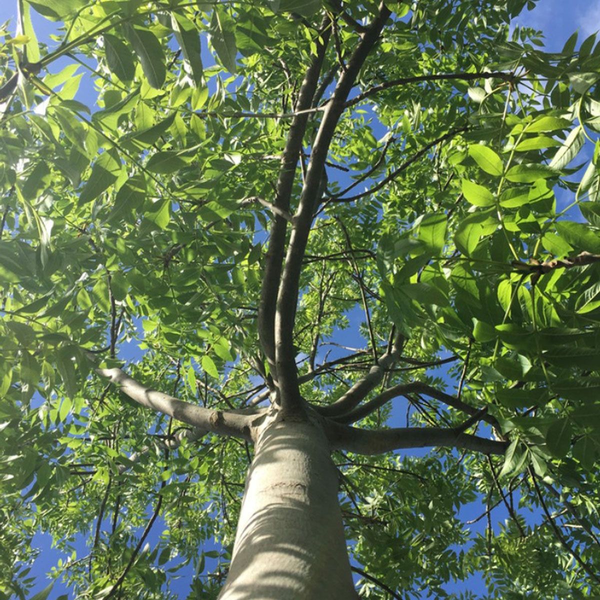 Ash Tree Identification