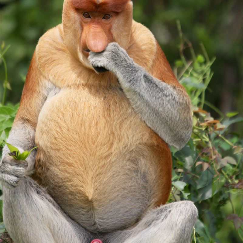 Extinct European Monkeys