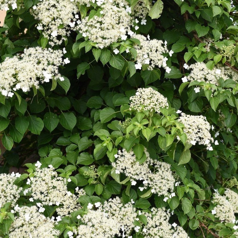 Evergreen Climbing Hydrangea