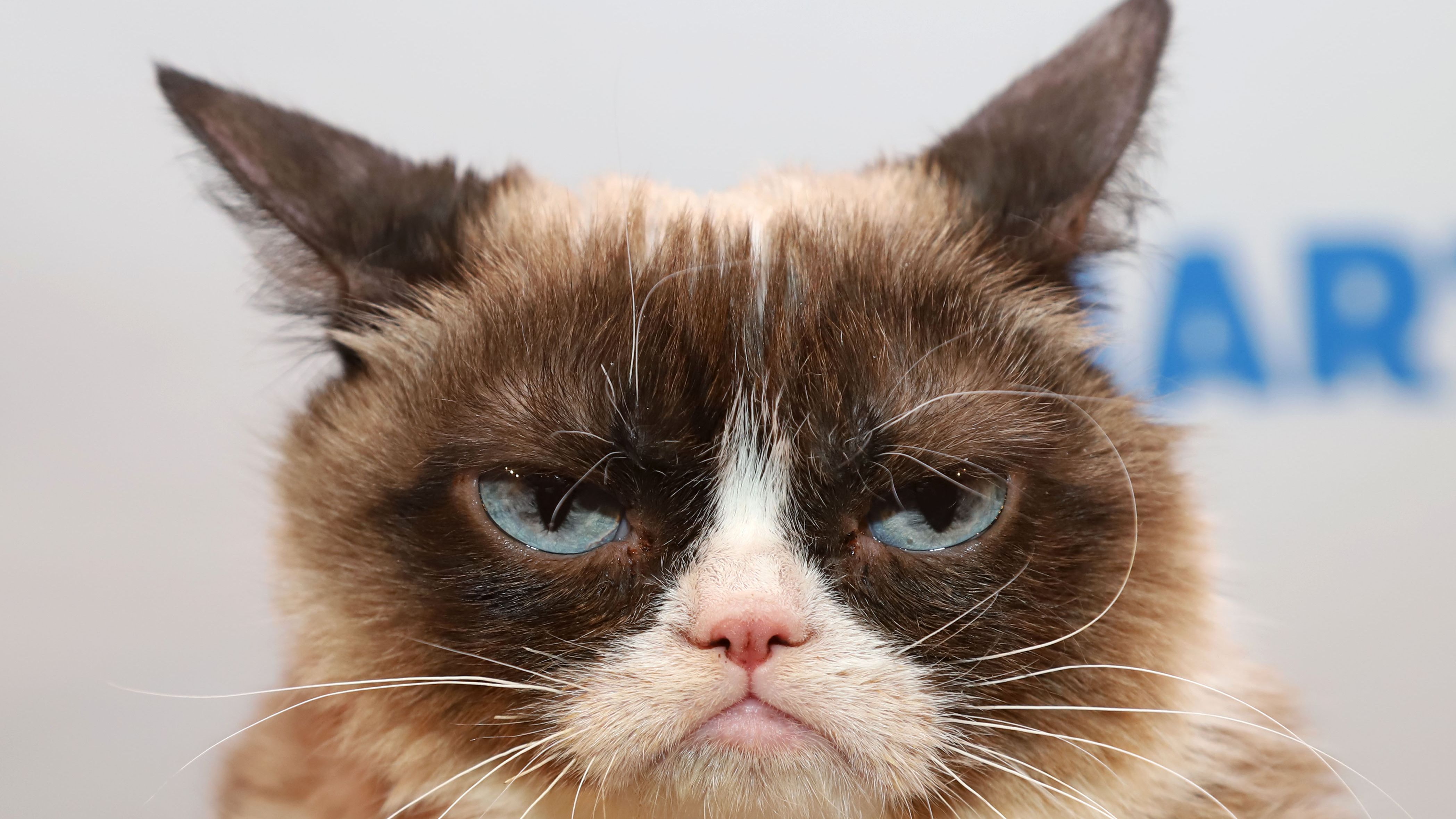 Grumpy Cat Chemistry