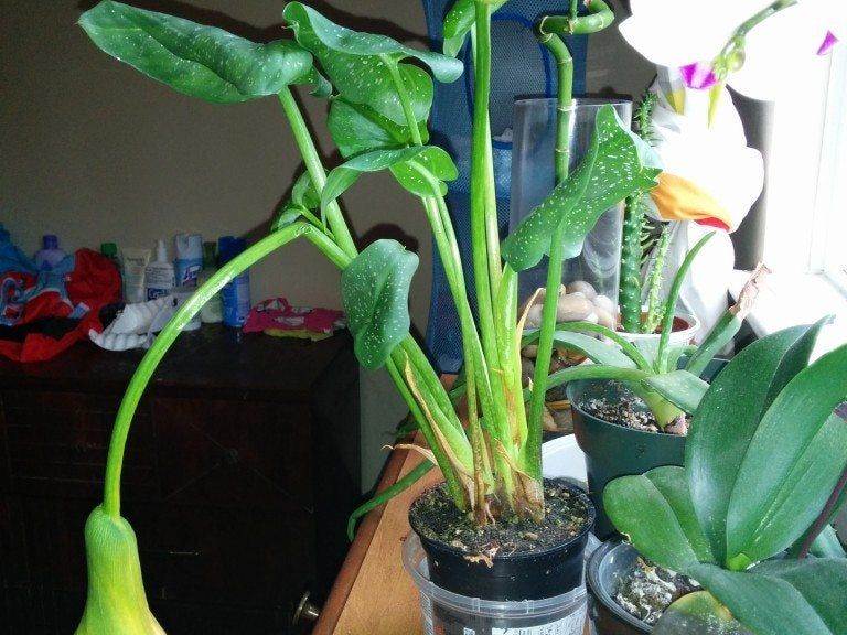Calla Lily Flower Drooping