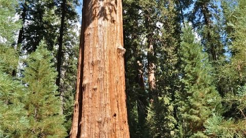 Biggest Tree In The World Compared To Human
