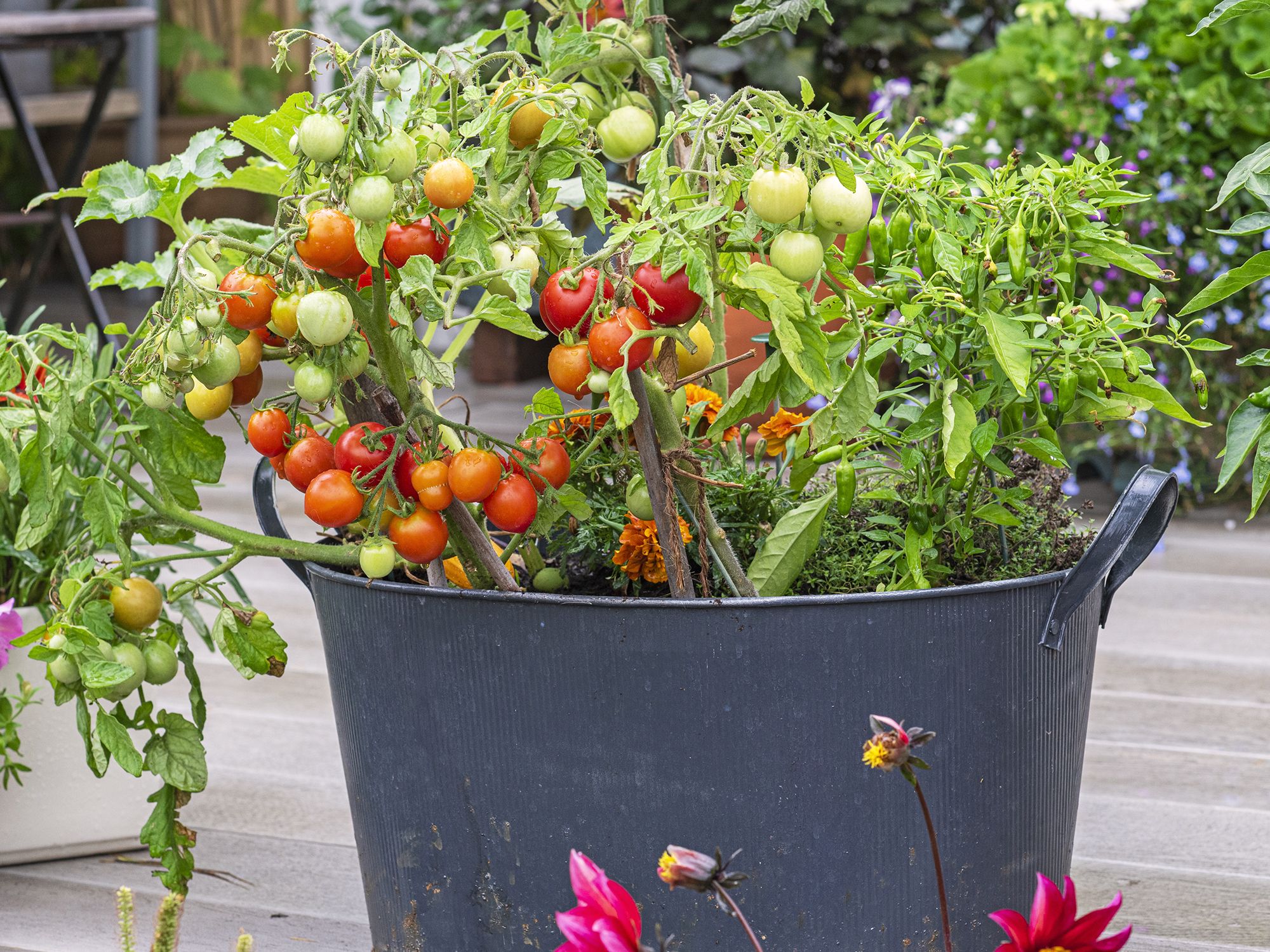 Patio Bush Tomato Plants