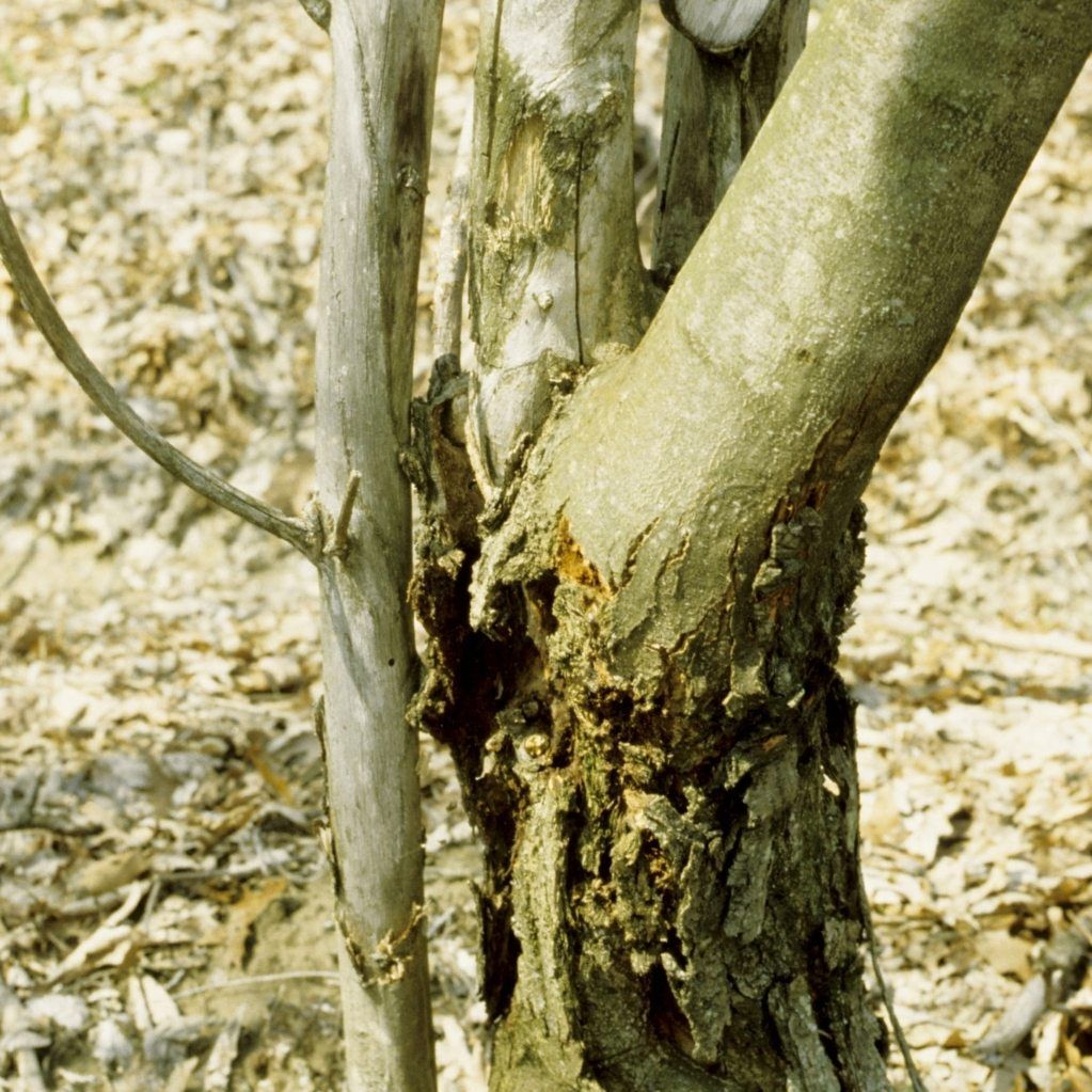 Chestnut Blight Disease