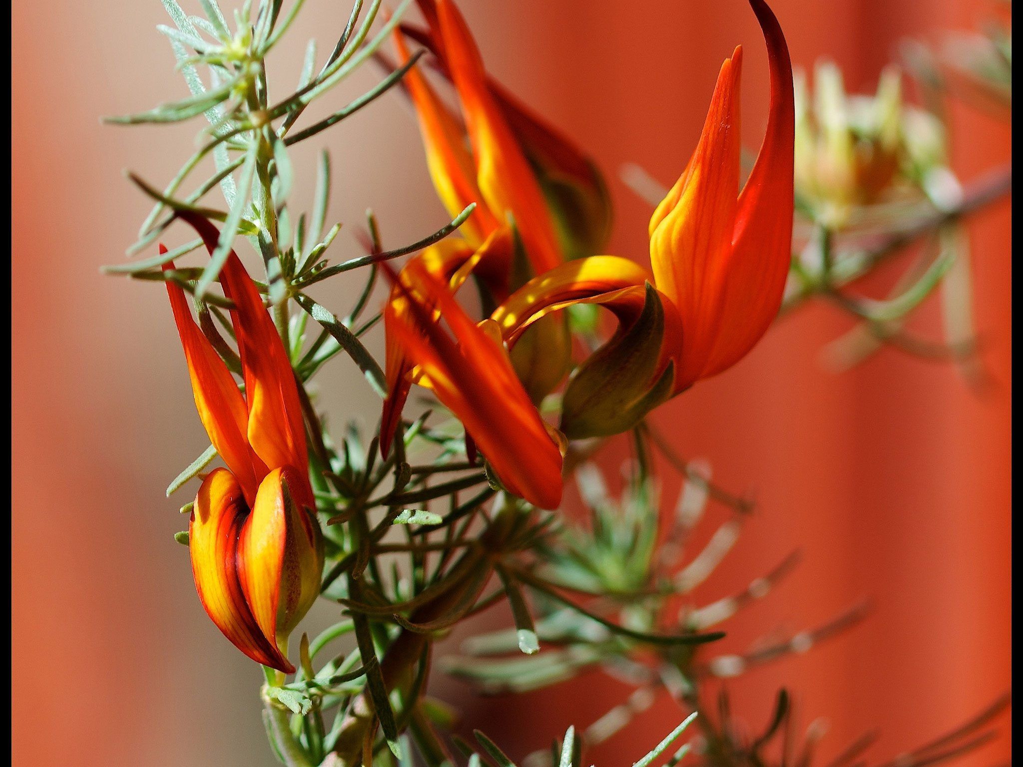 Lotus Amazon Sunset Vine