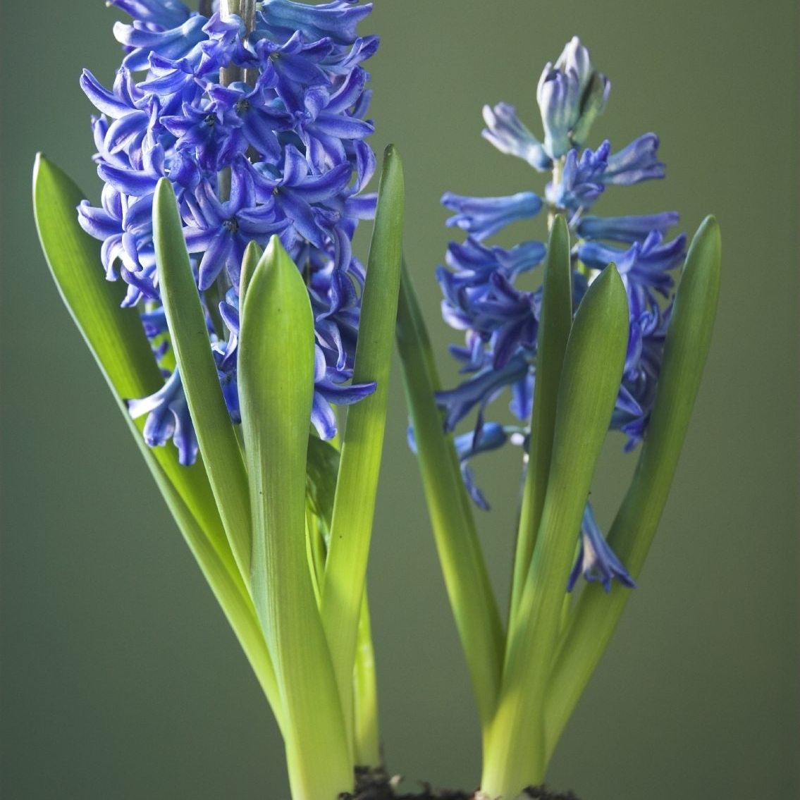 Hyacinths Can Grow Indoors