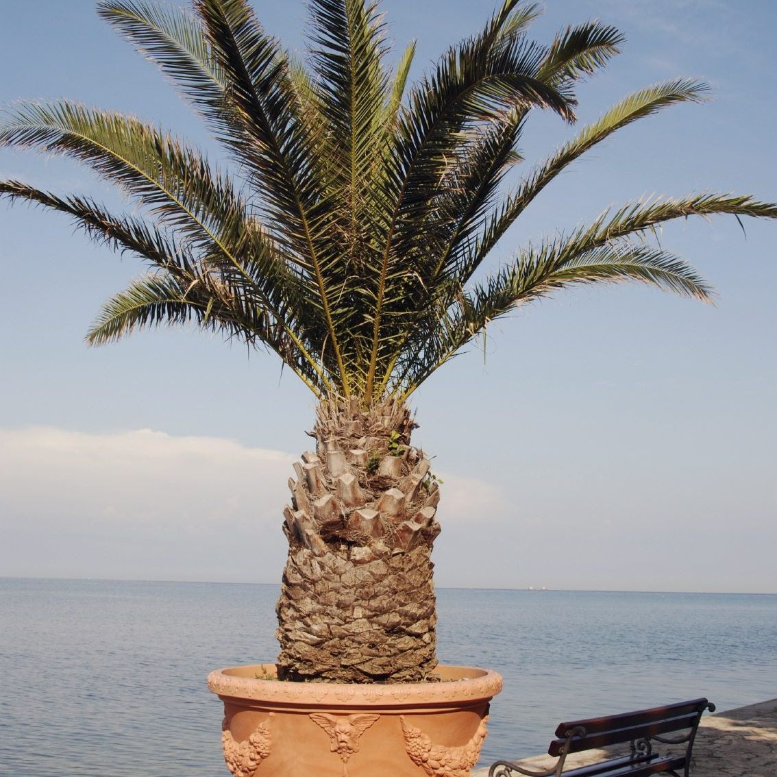 Do Palm Trees Grow On Sand