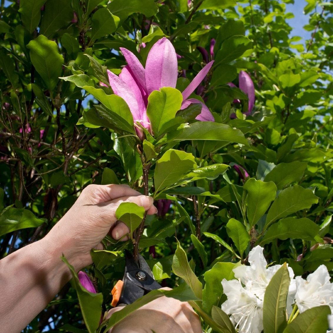Pink Magnolia Leaves