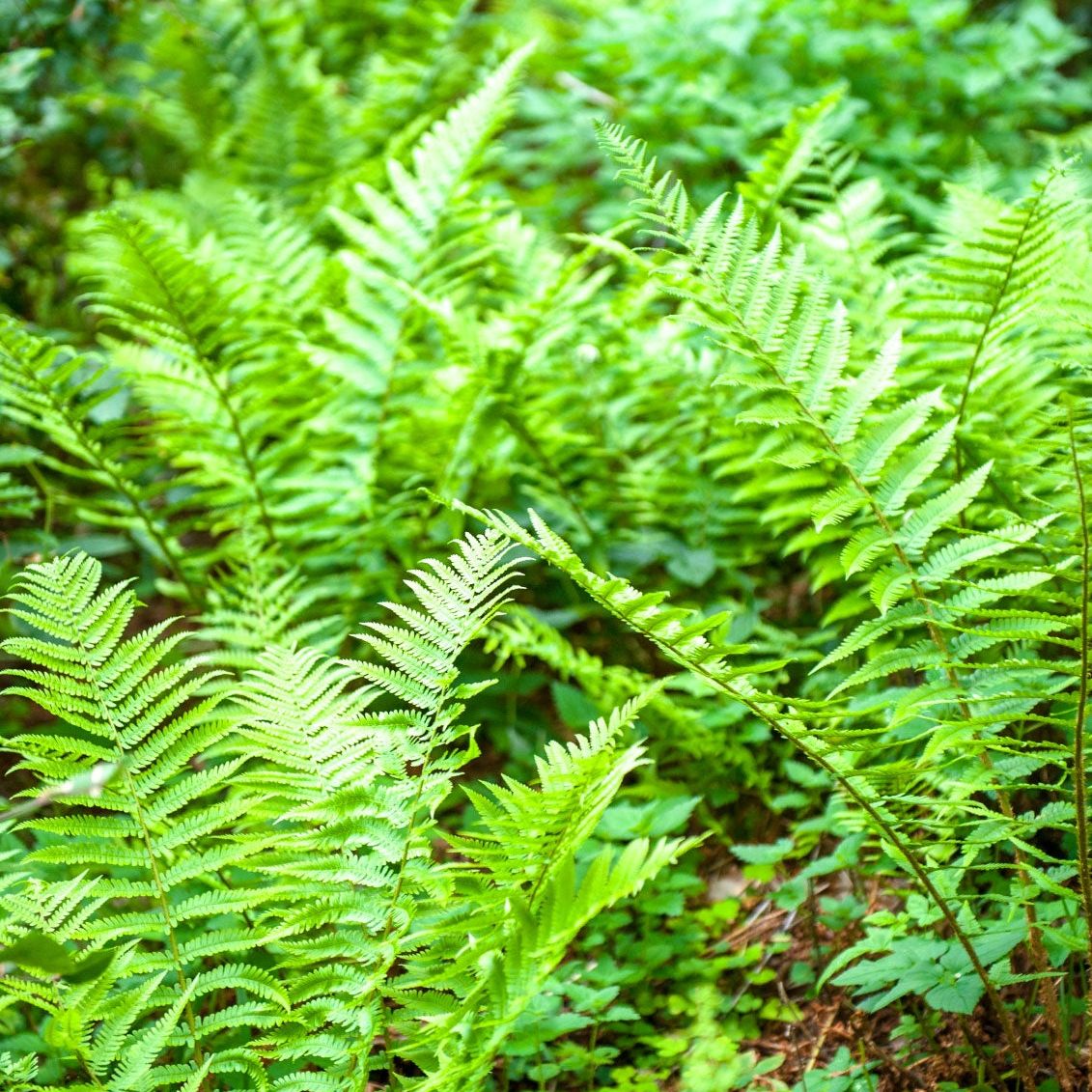 Ferns Plants Outdoor