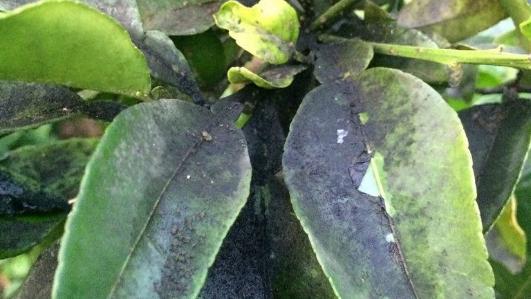 Lime Tree Has Black Spots On Leaves - Infoupdate.org