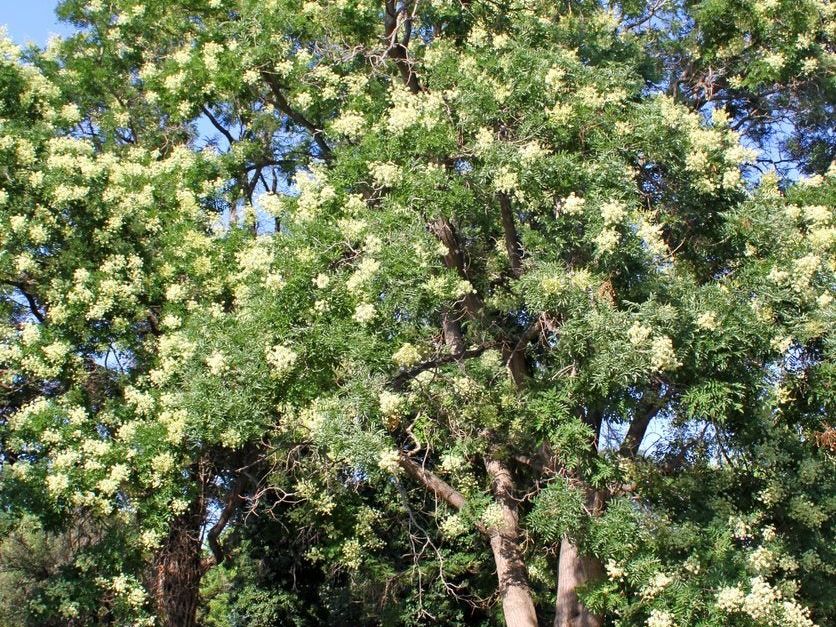 How Do I Identify An Acacia Tree