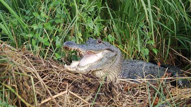 Crocodiles Eating Prey