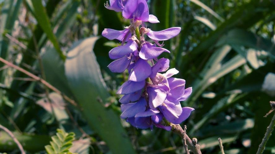 Indigo Plant Pictures