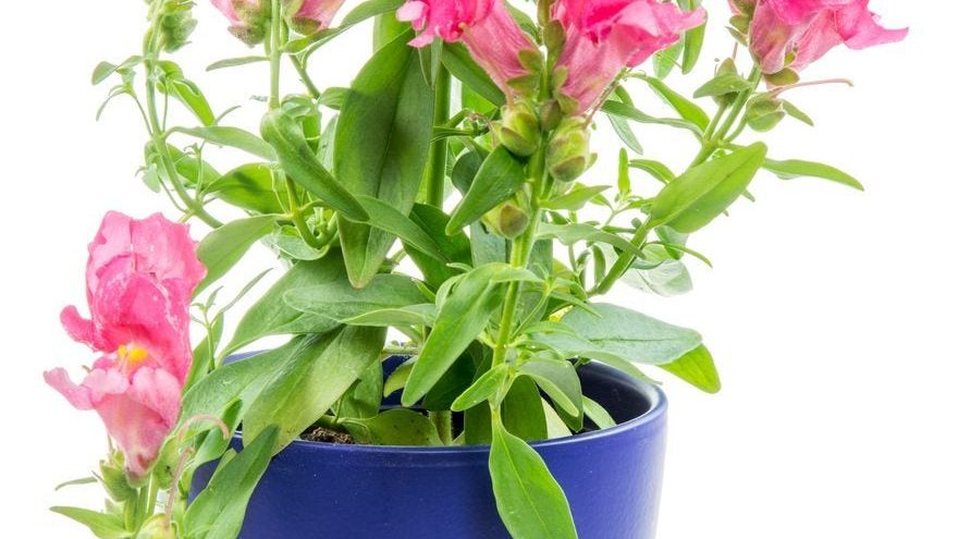 Snapdragon Plants In Containers