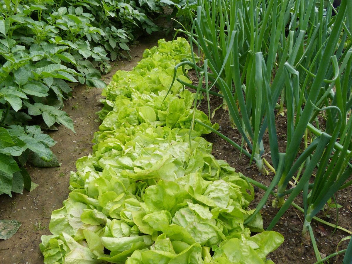 Interplanting Vegetables Succession Planting & Intercropping In The
