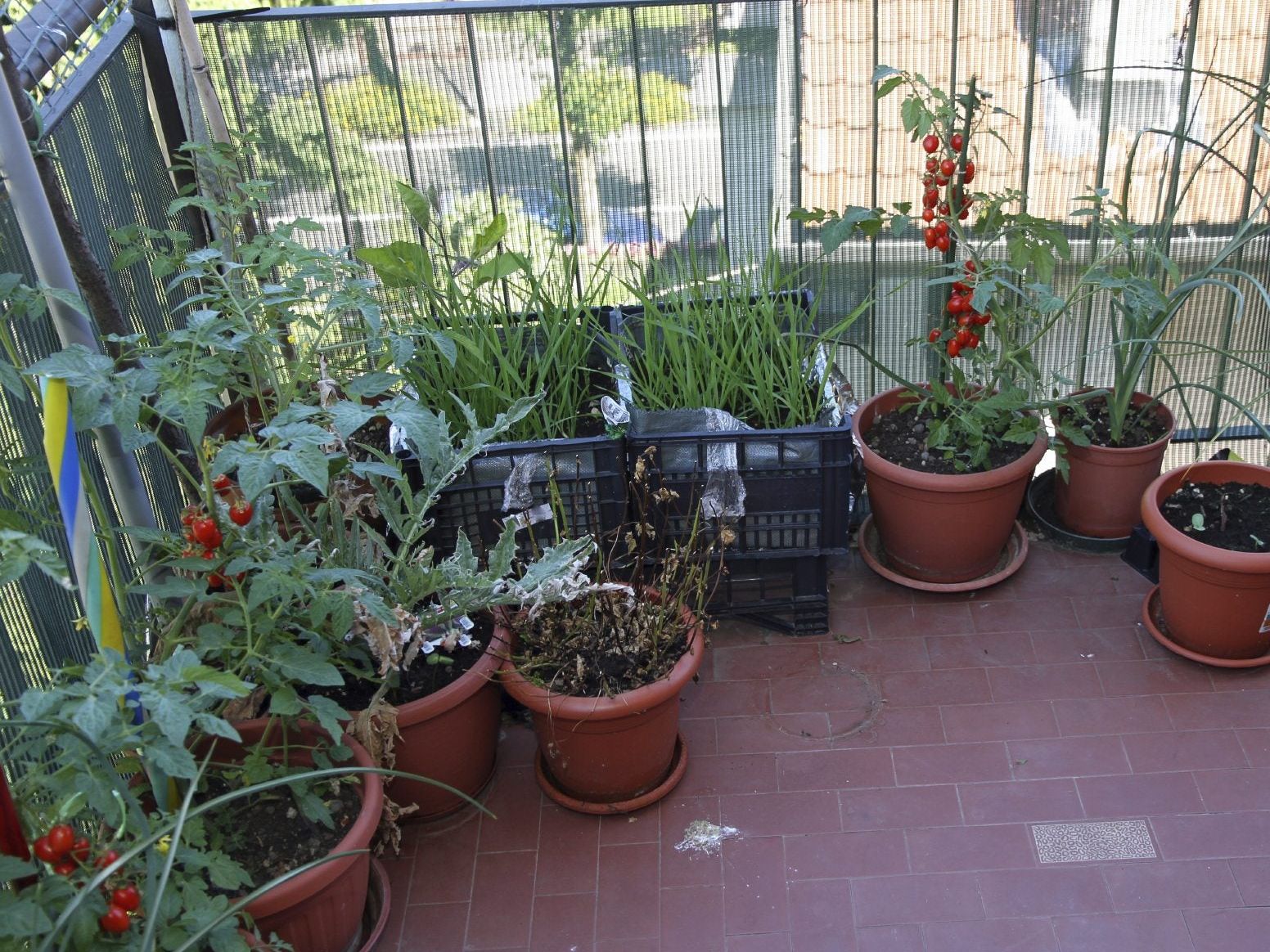 Container Gardening For Apartments
