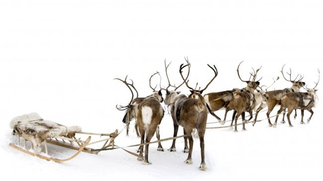 Santas Reindeer Donner