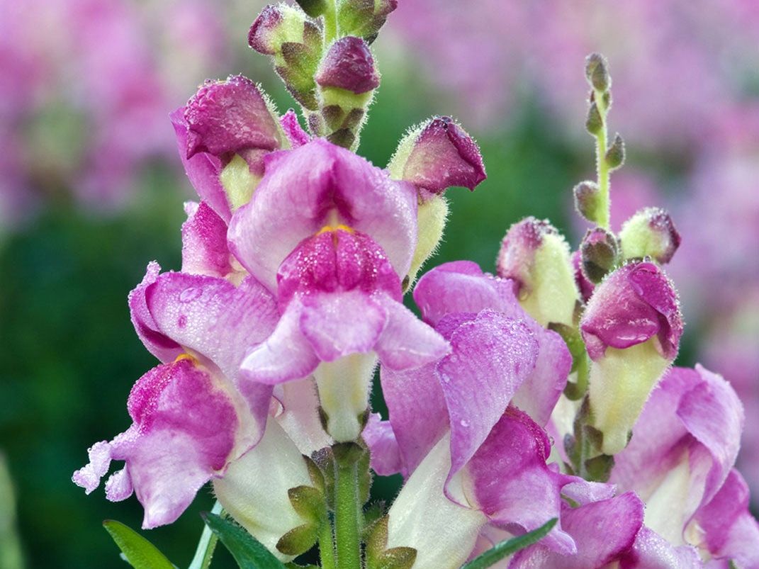 Snapdragon Like Flowers