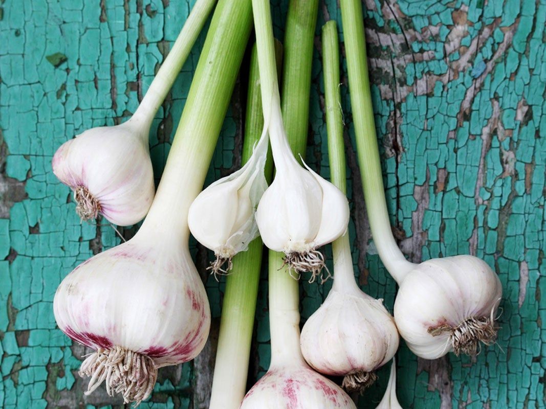 Growing Garlic In Containers