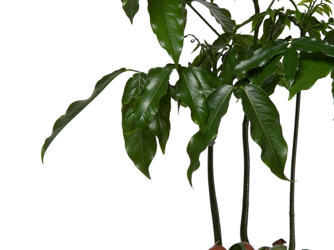 Bean Plant How To Grow Broad Beans