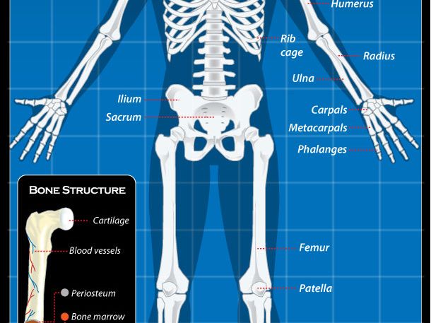 Human Skeletal System Anatomy