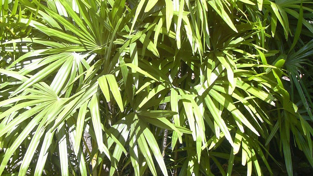 Lady Palm Plant