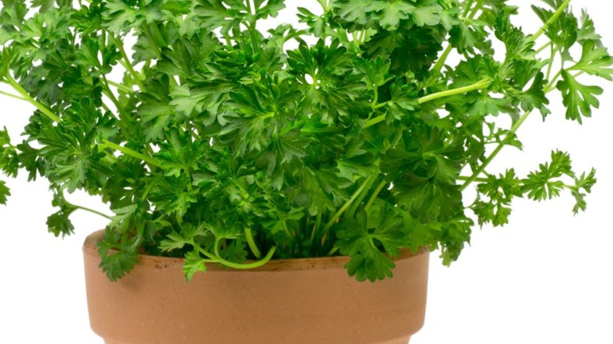 How To Care Parsley Plant