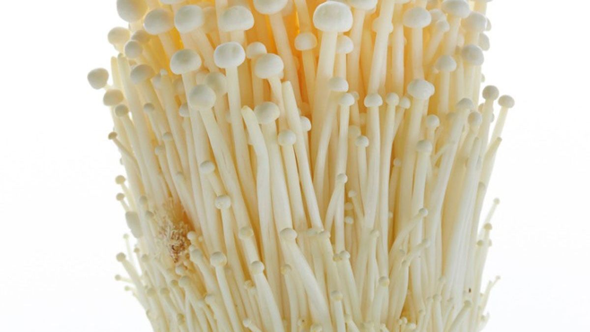 Enoki Mushrooms Grow Kit
