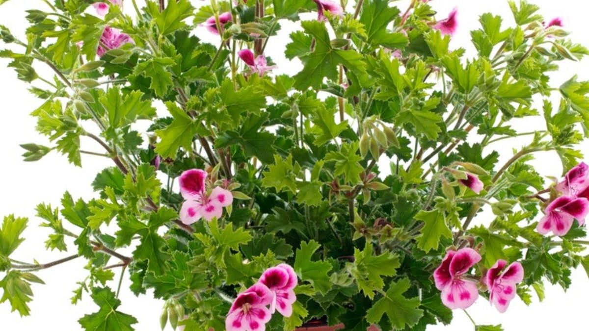 Citronella Plant Indoors