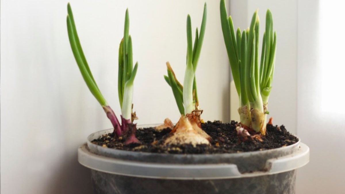 Planting Onions In Containers How To Plant And Grow Onions