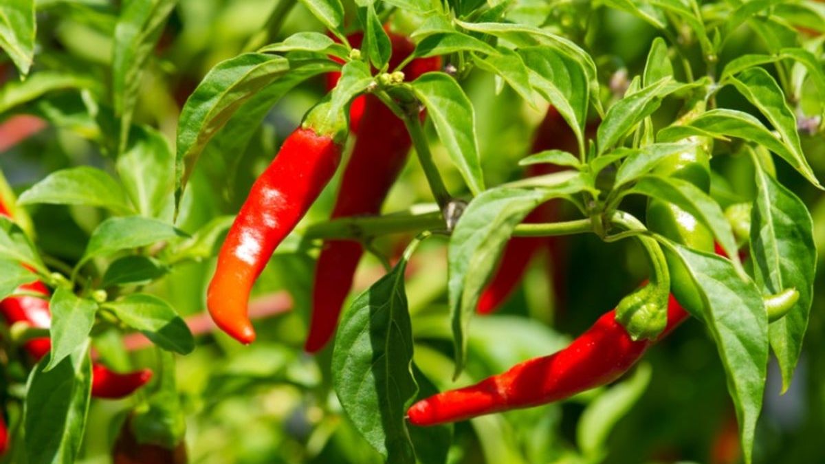 Where Grows Map Places Of The Cayenne Pepper How Do You Know When A