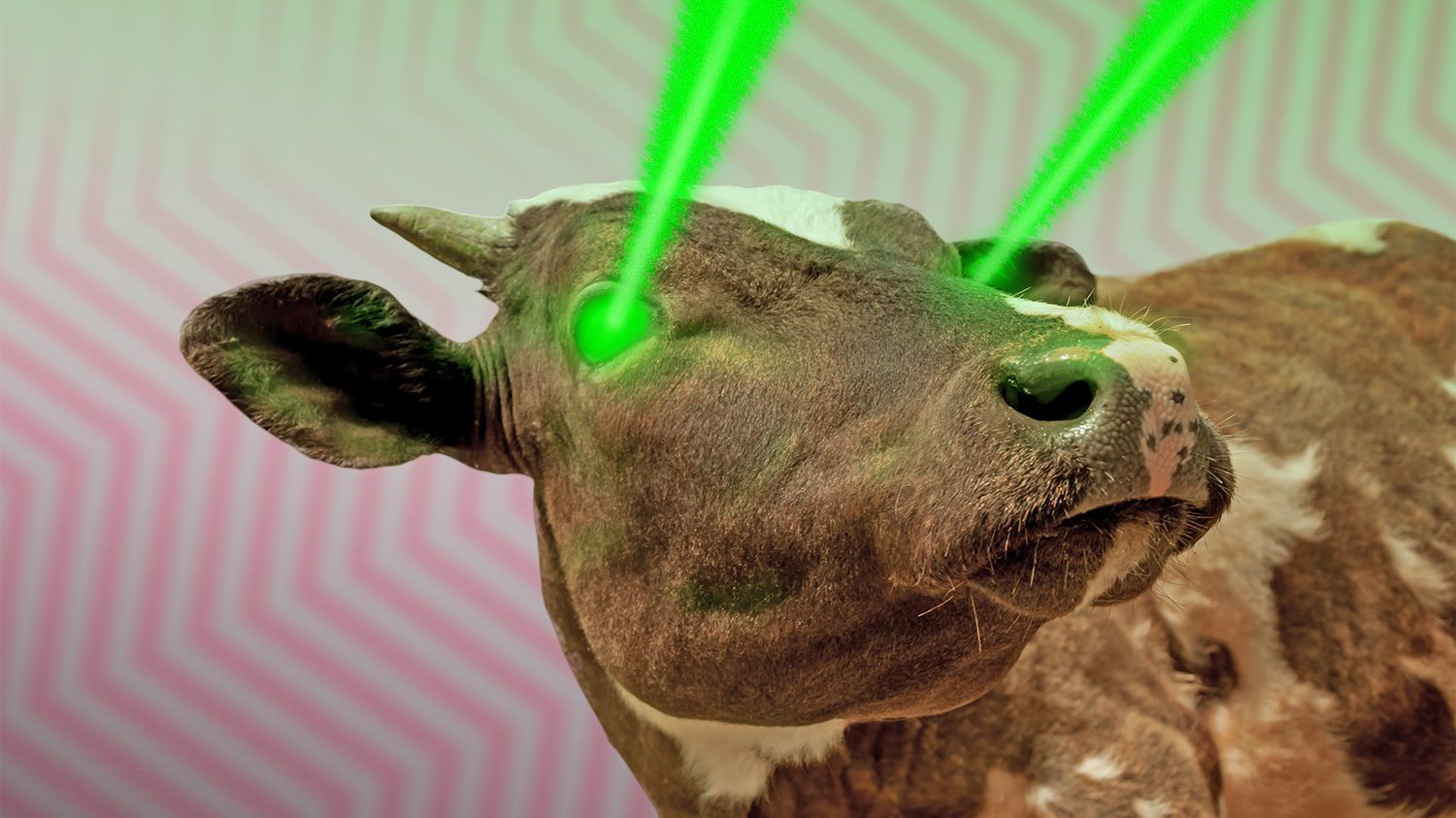 Do Cows Eyes Glow In The Dark