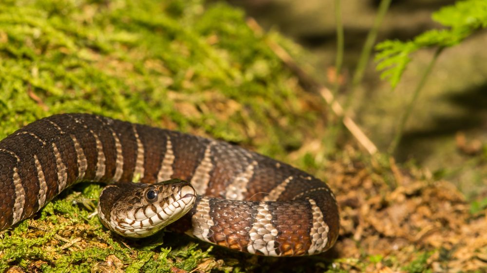 Black Swamp Snake Habitat