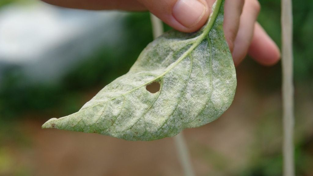 Spores On My Pepper Plants Why Are There Black Spots On Your Pepper