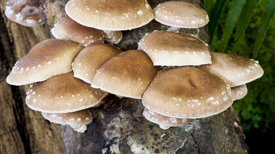 Shiitake Mushrooms Growing