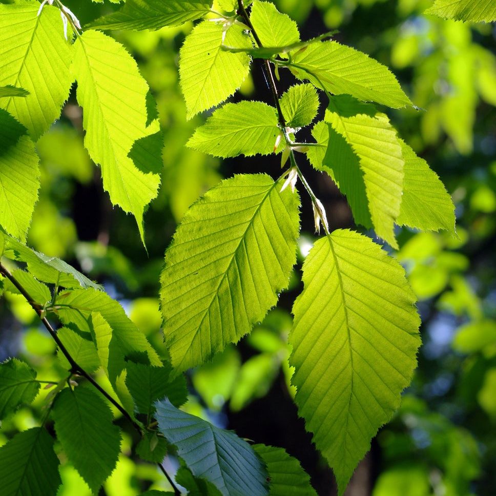 Alder Tree Pods White Alder (Alnus Rhombifolia) · INaturalist