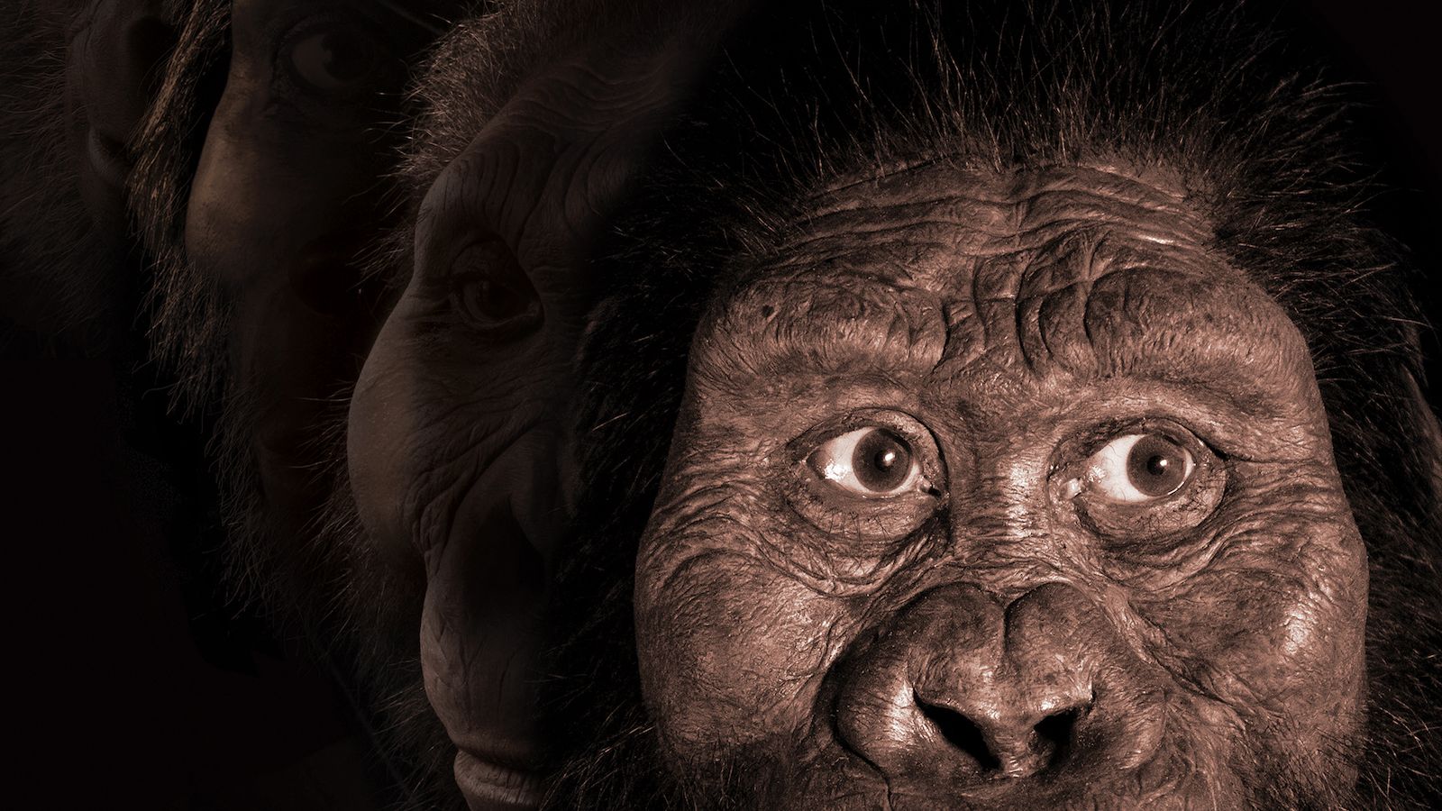 Australopithecus Afarensis Lucy Corpo Inteiro Australopithecus