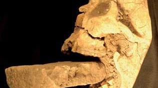 Vampire Skull Found