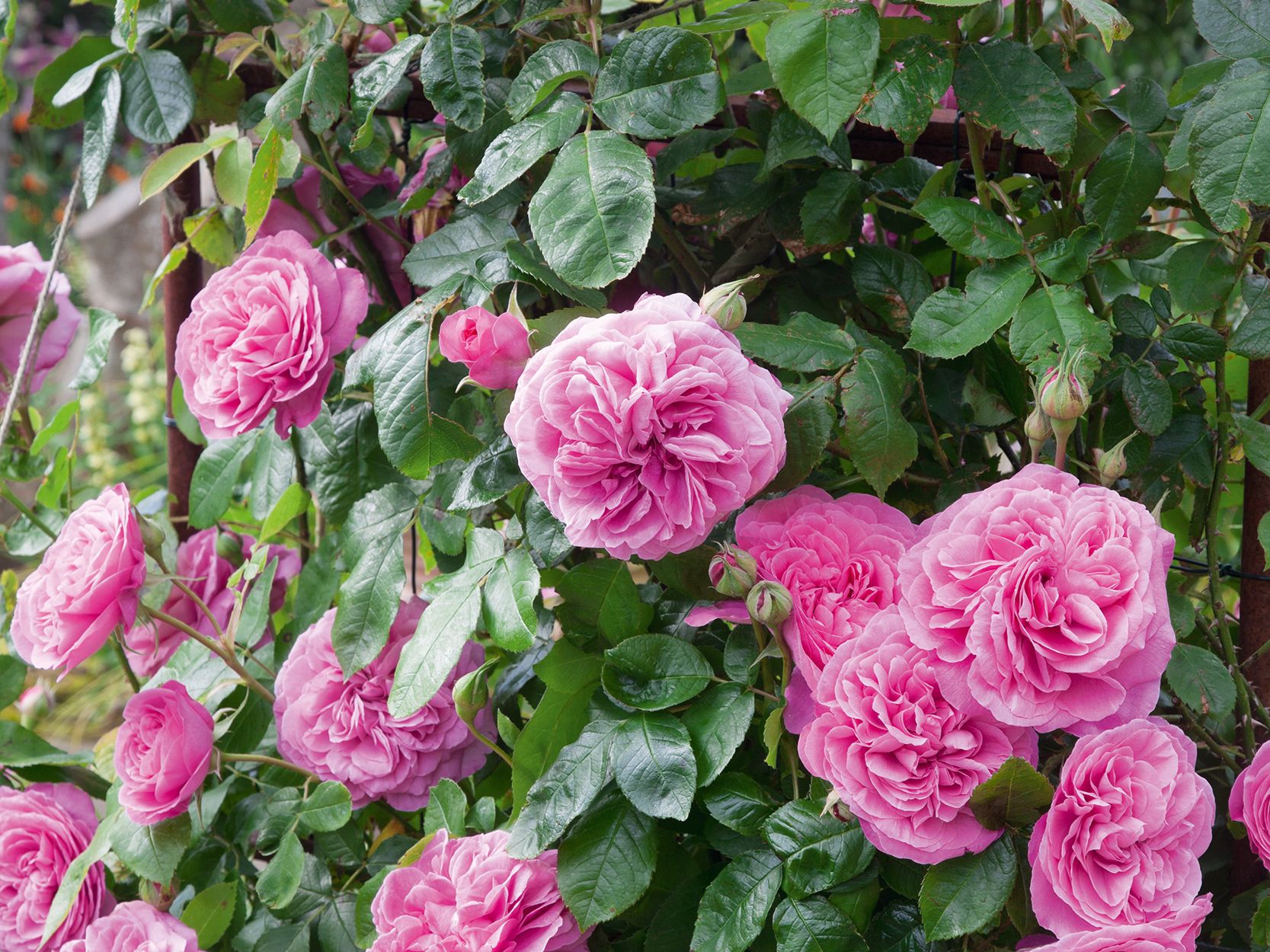 Planting A Garden Rose Small