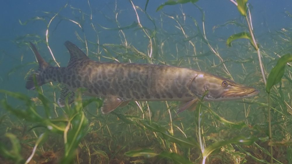 Muskellunge Bite