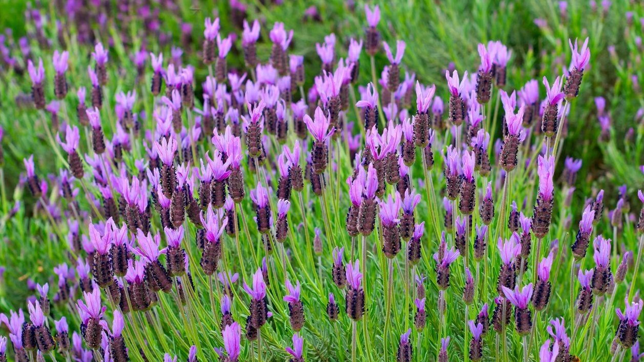 Spanish Lavender Plant Spacing