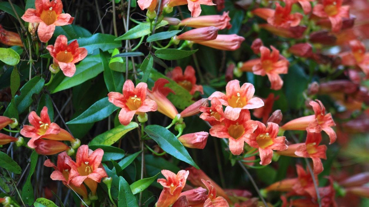 Evergreen Vines For Zone 5 Growing Zones Guide: Zone 5