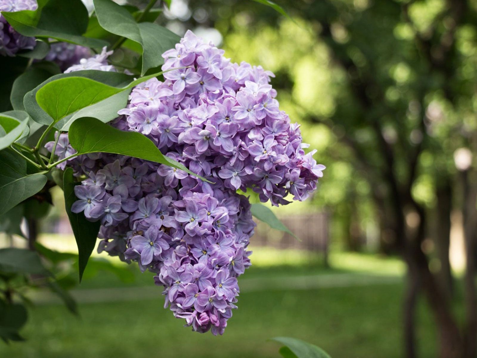 Lilac Wood Tree What Are The Best Flowering Trees For A Small Yard?