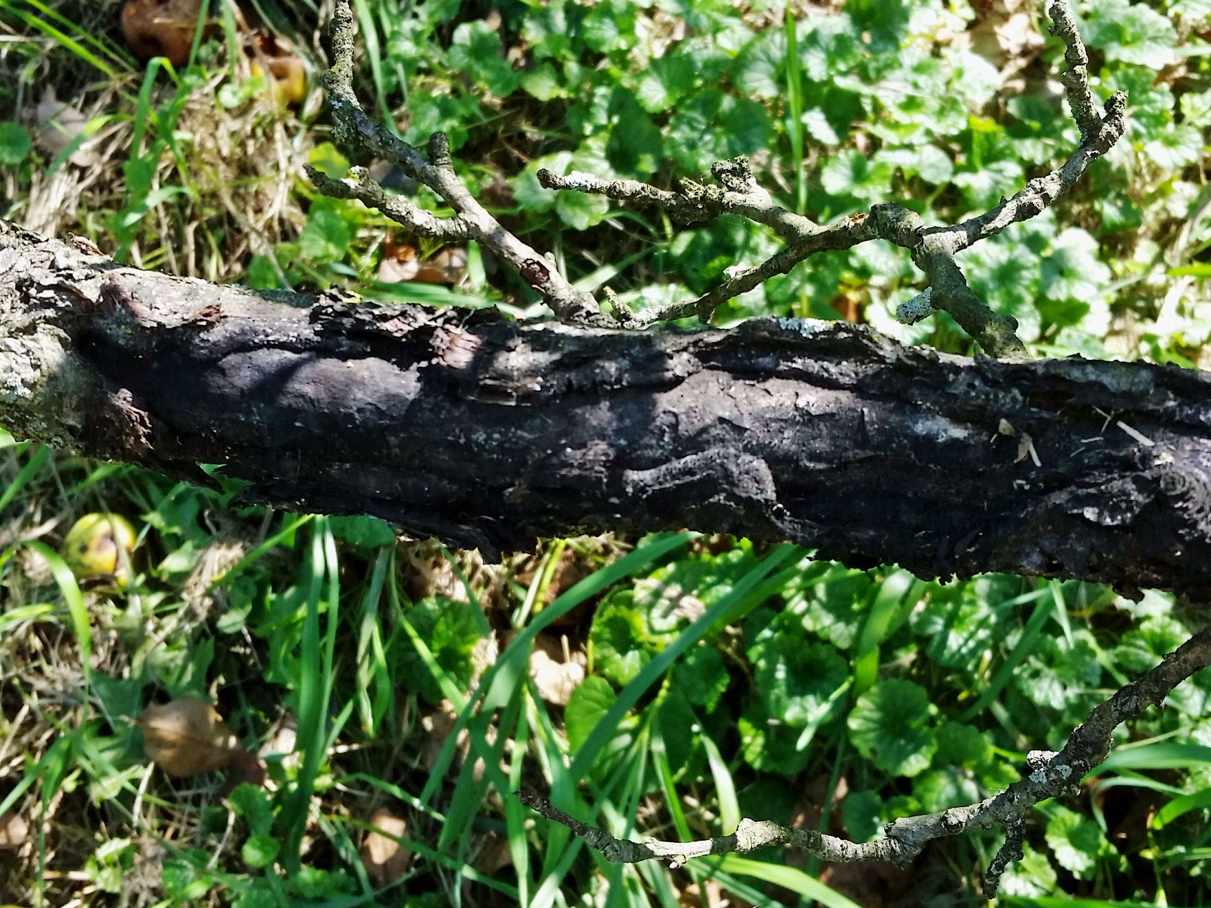 Sooty Canker Tree Disease
