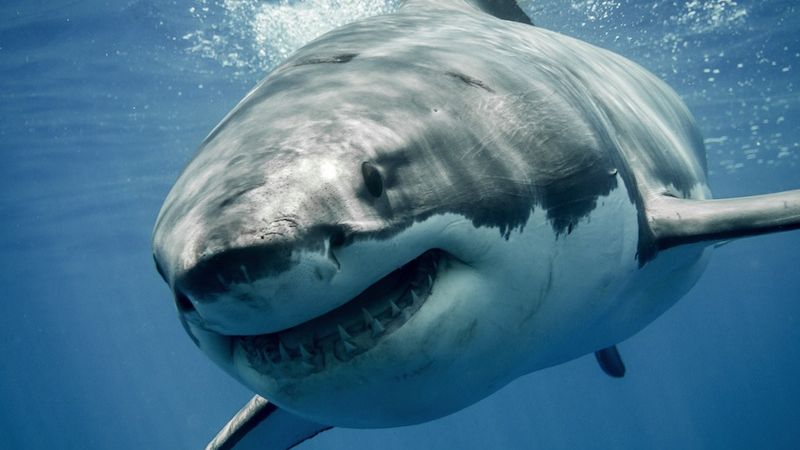 Top 5 Scariest Sharks