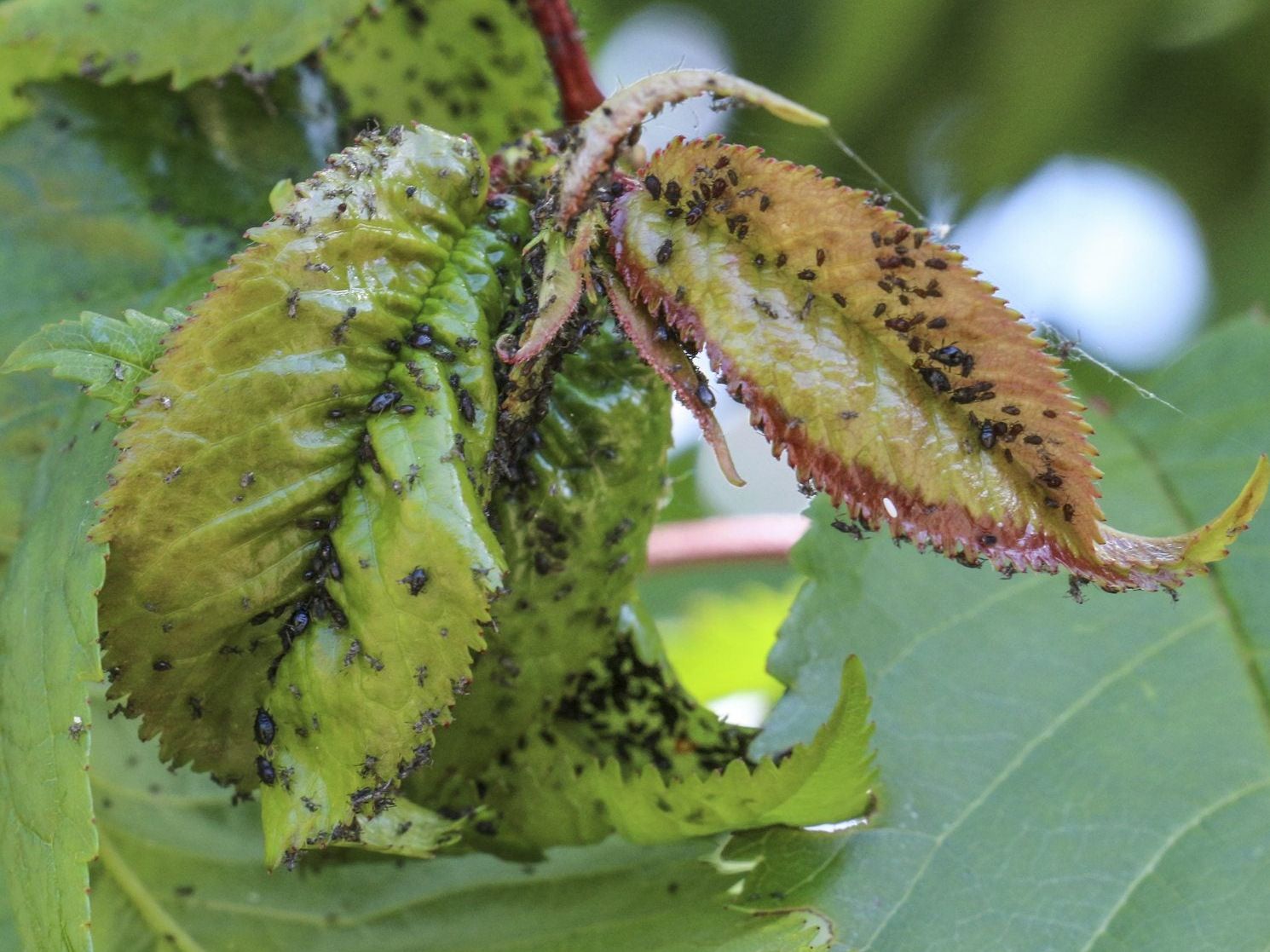 Fruit Tree Leaves Identification