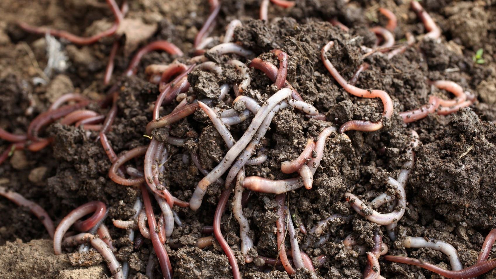 Discover The Best Types Of Worms For Vermicomposting 21 Best Veg